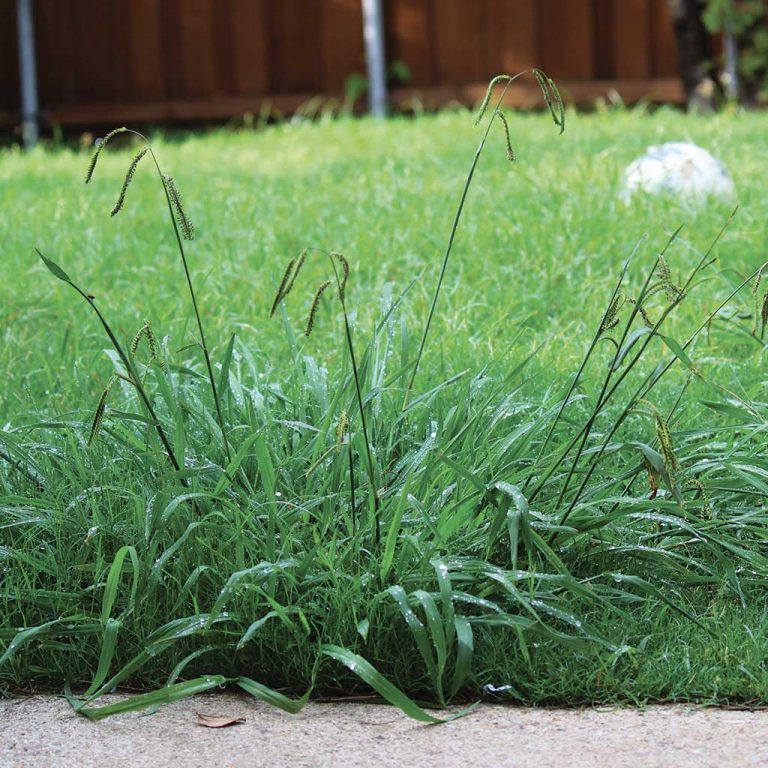 Digitaire - Le pousse vert